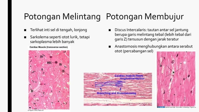 Histologi Sistem Muskular - Histology Muscular System | PPTX