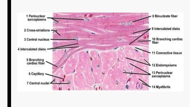 Histologi Sistem Muskular - Histology Muscular System | PPTX