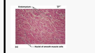Histologi Sistem Muskular - Histology Muscular System | PPTX