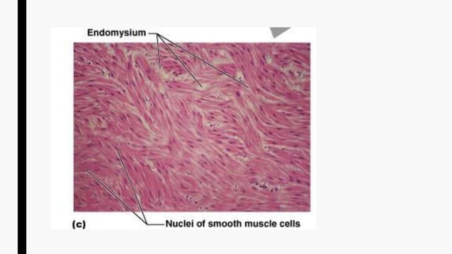 Histologi Sistem Muskular - Histology Muscular System | PPTX