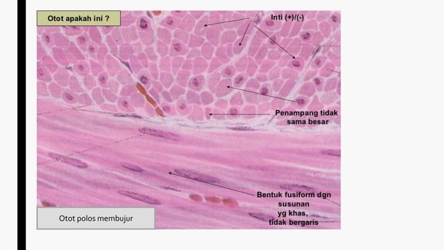 Histologi Sistem Muskular - Histology Muscular System | PPTX