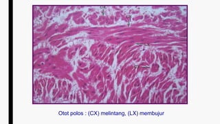 Histologi Sistem Muskular - Histology Muscular System | PPTX