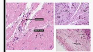 Histologi Sistem Muskular - Histology Muscular System | PPTX