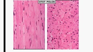 Histologi Sistem Muskular - Histology Muscular System | PPTX