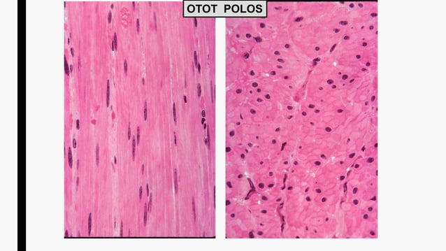Histologi Sistem Muskular - Histology Muscular System | PPTX