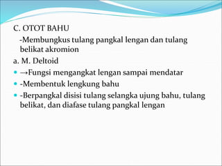 Sistem muskularis | PPT
