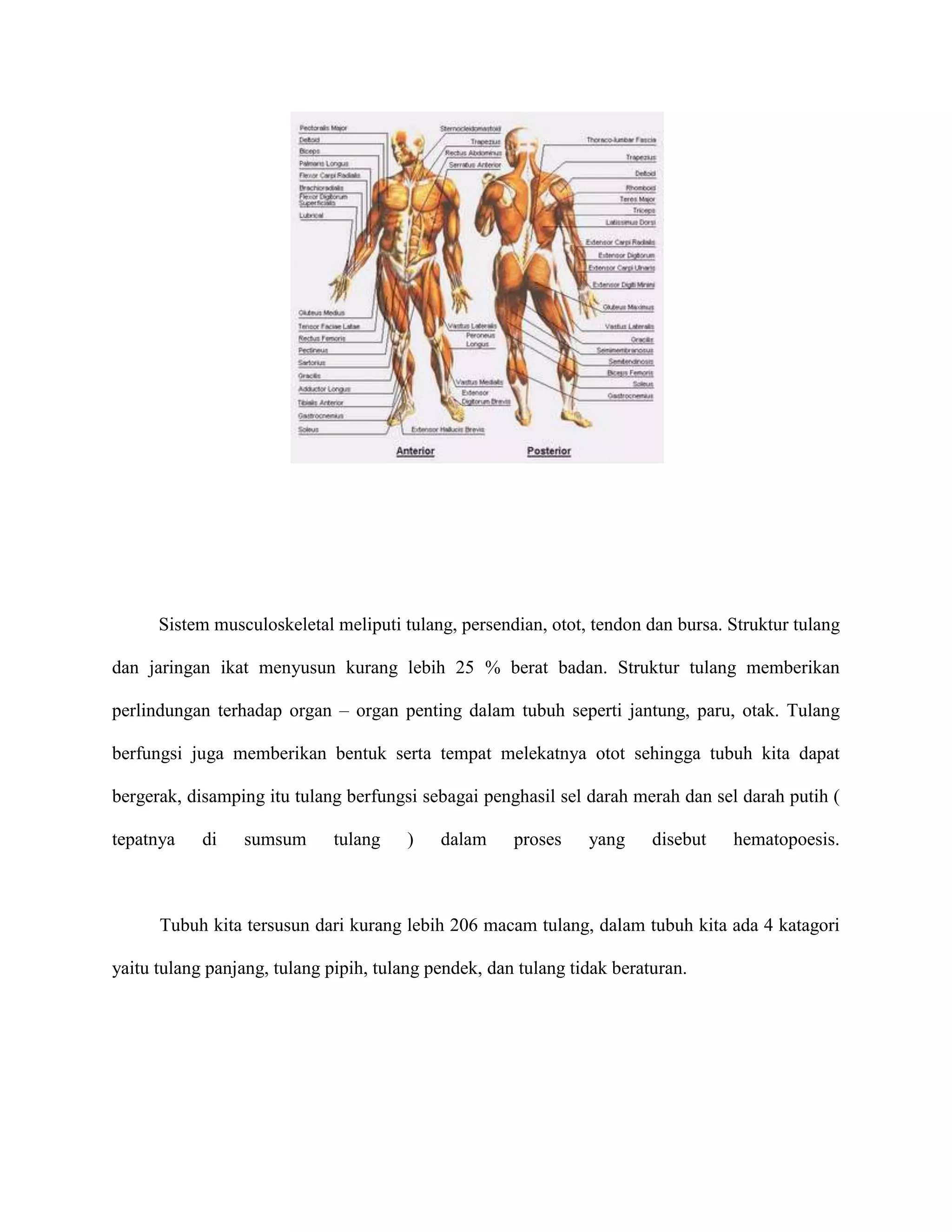 Sistem muskuloskeletal | DOCX