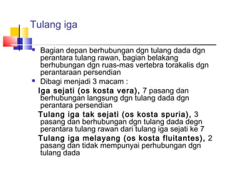 Sistem Muskuloskeletal | PPT
