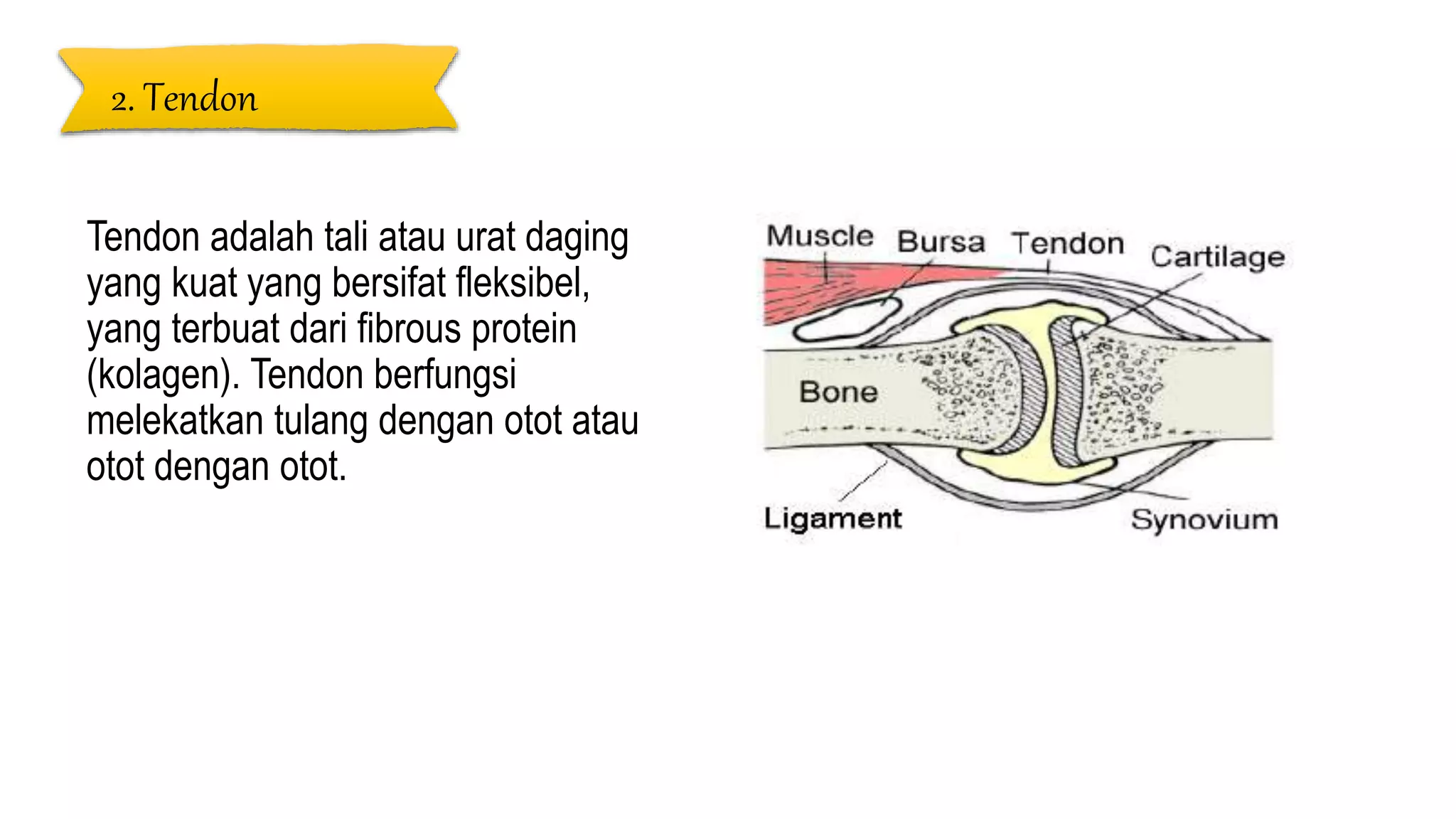 Sistem MUSKULOSKELETAL.pptx