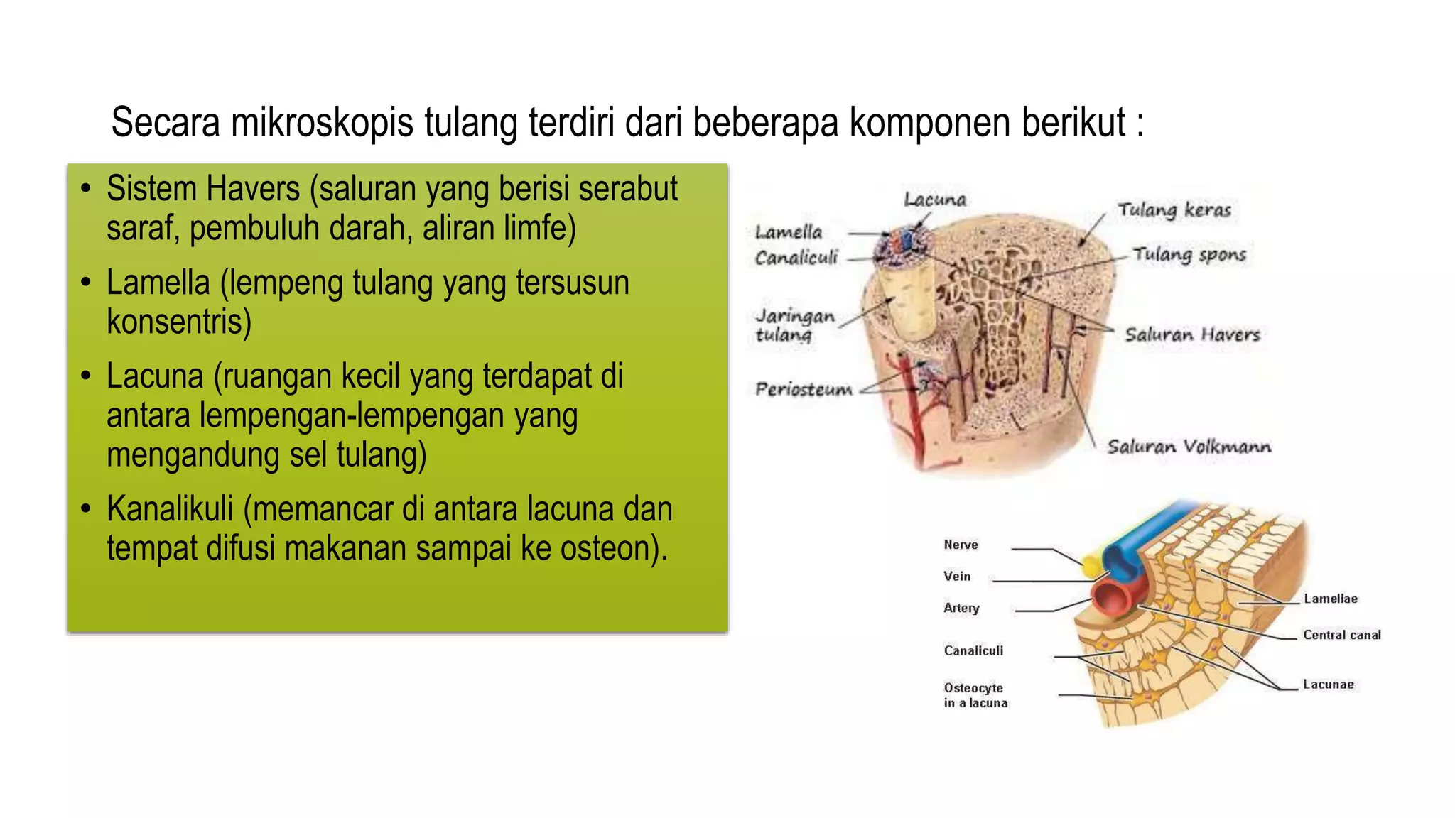 Sistem MUSKULOSKELETAL.pptx