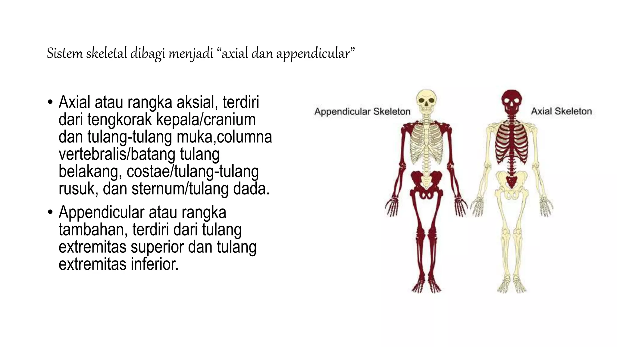 Sistem MUSKULOSKELETAL.pptx