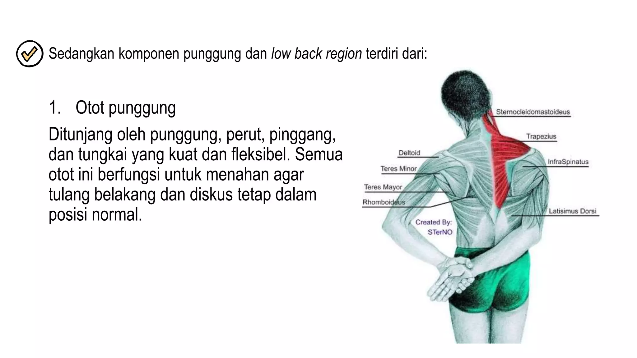 Sistem MUSKULOSKELETAL.pptx