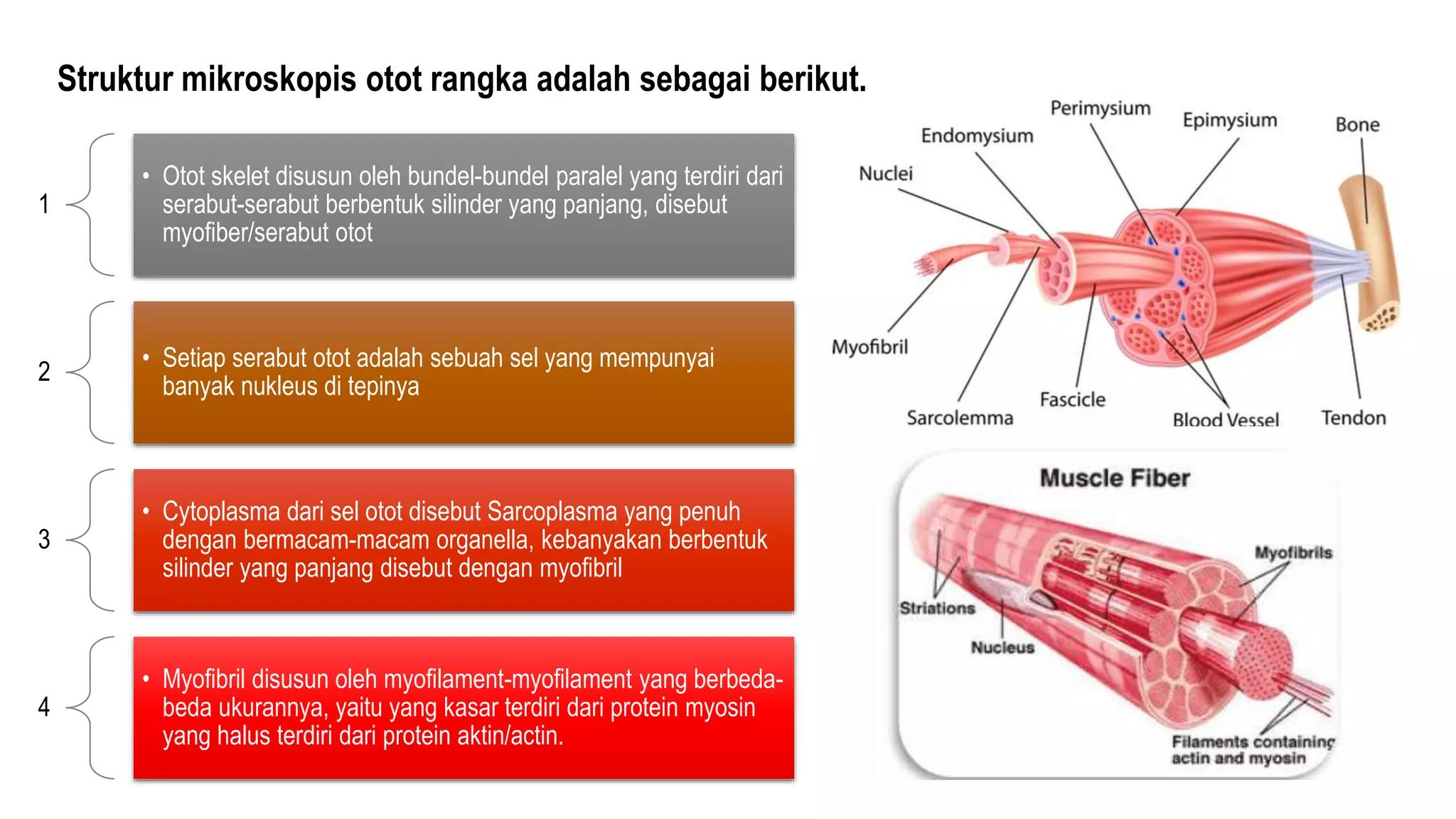 Sistem MUSKULOSKELETAL.pptx