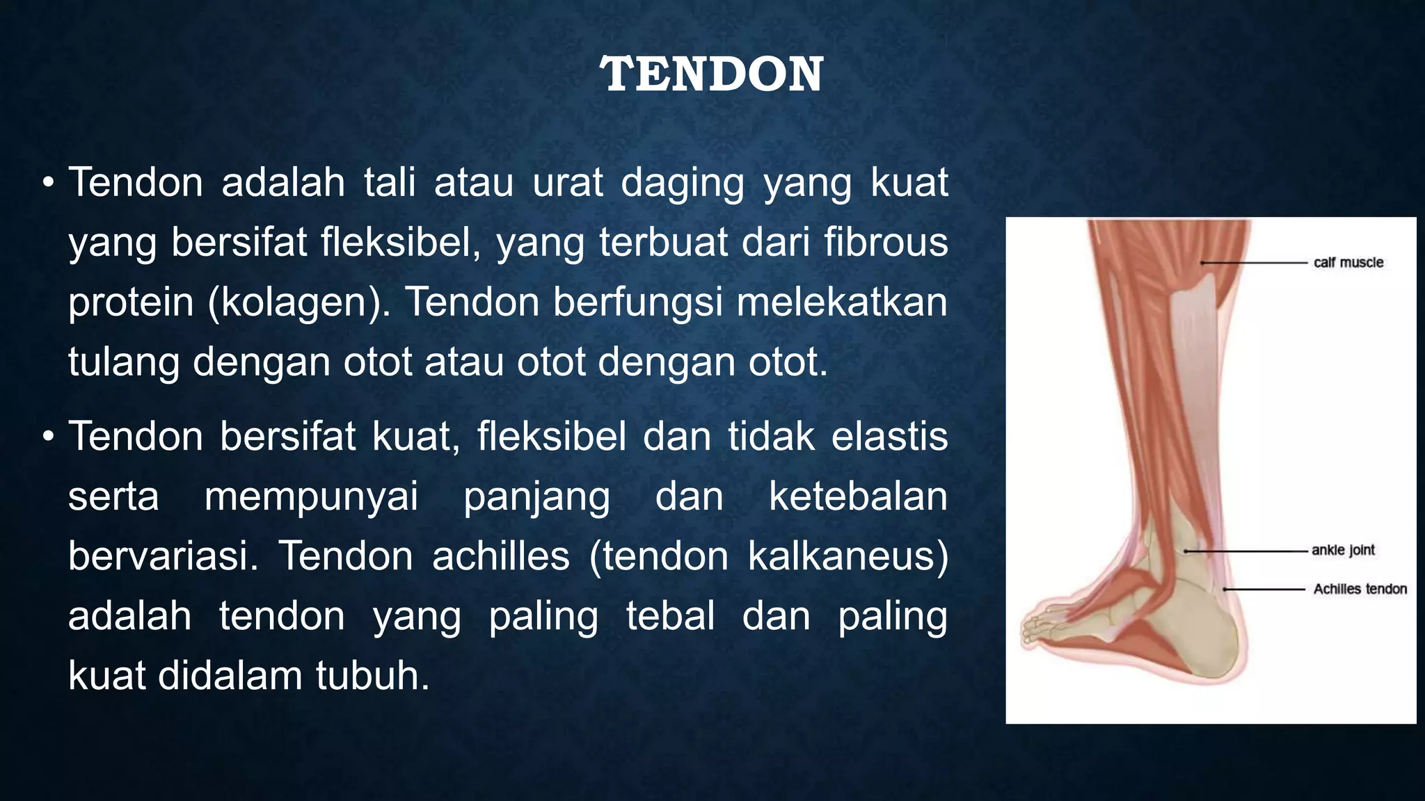 Sistem Muskuloskeletal.pptx