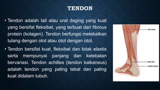 Sistem Muskuloskeletal.pptx