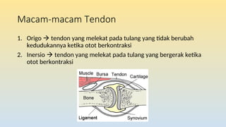 Anatomi Muskoloskeletal Fisiologi Manusia | PPT