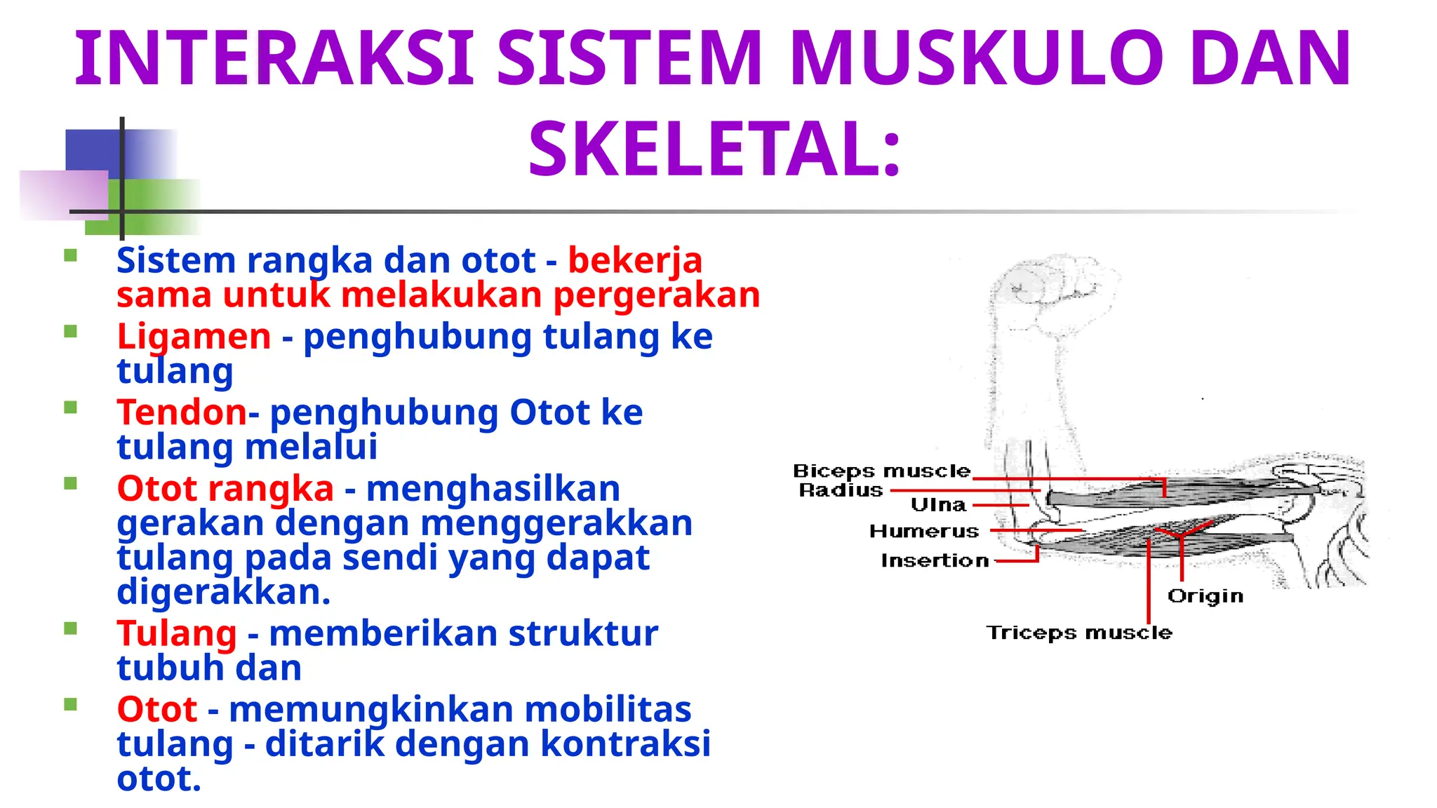 Asuhan Keperawatan Sistem Muskuloskeletal | PPTX