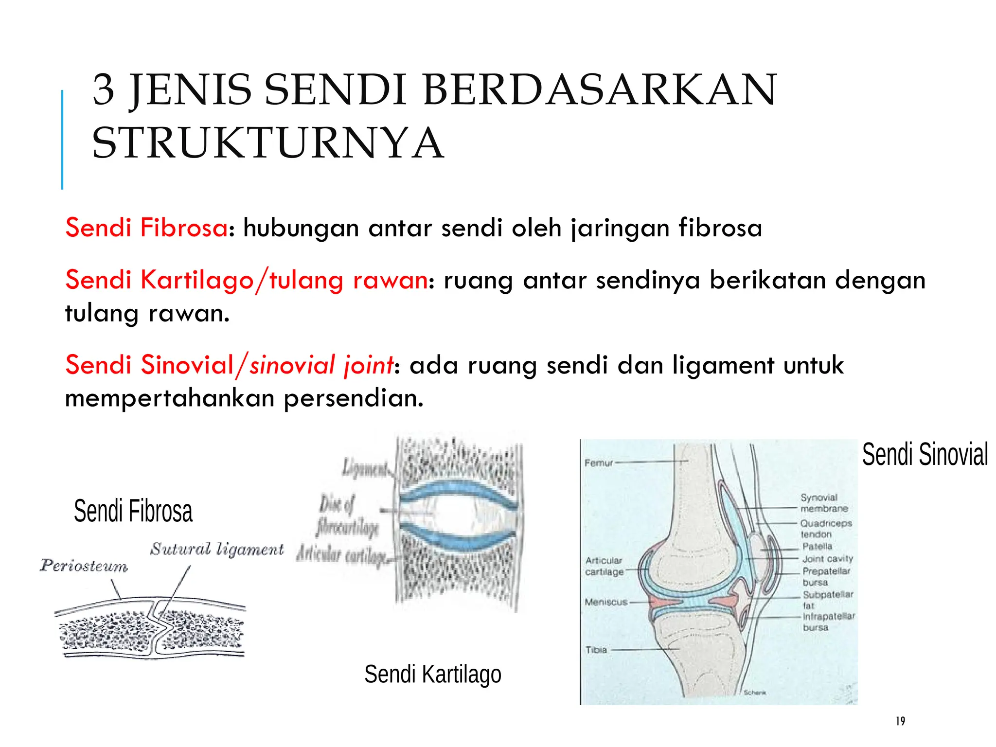 sssssssssssssSistem Muskuloskeletal.pptx