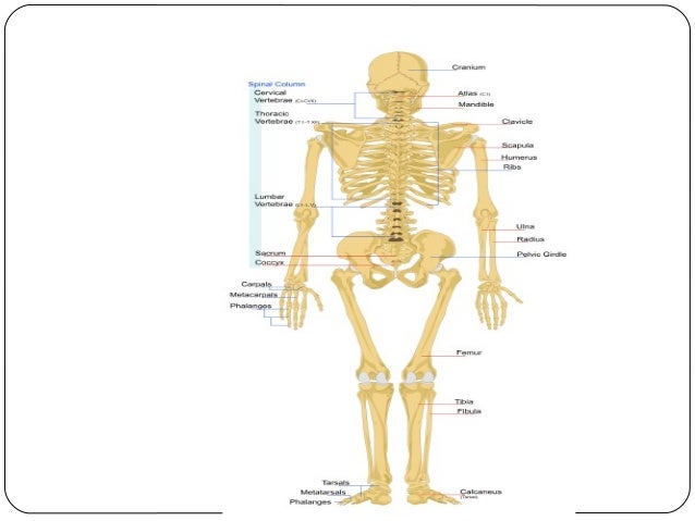 Sistem Muskuloskeletal full