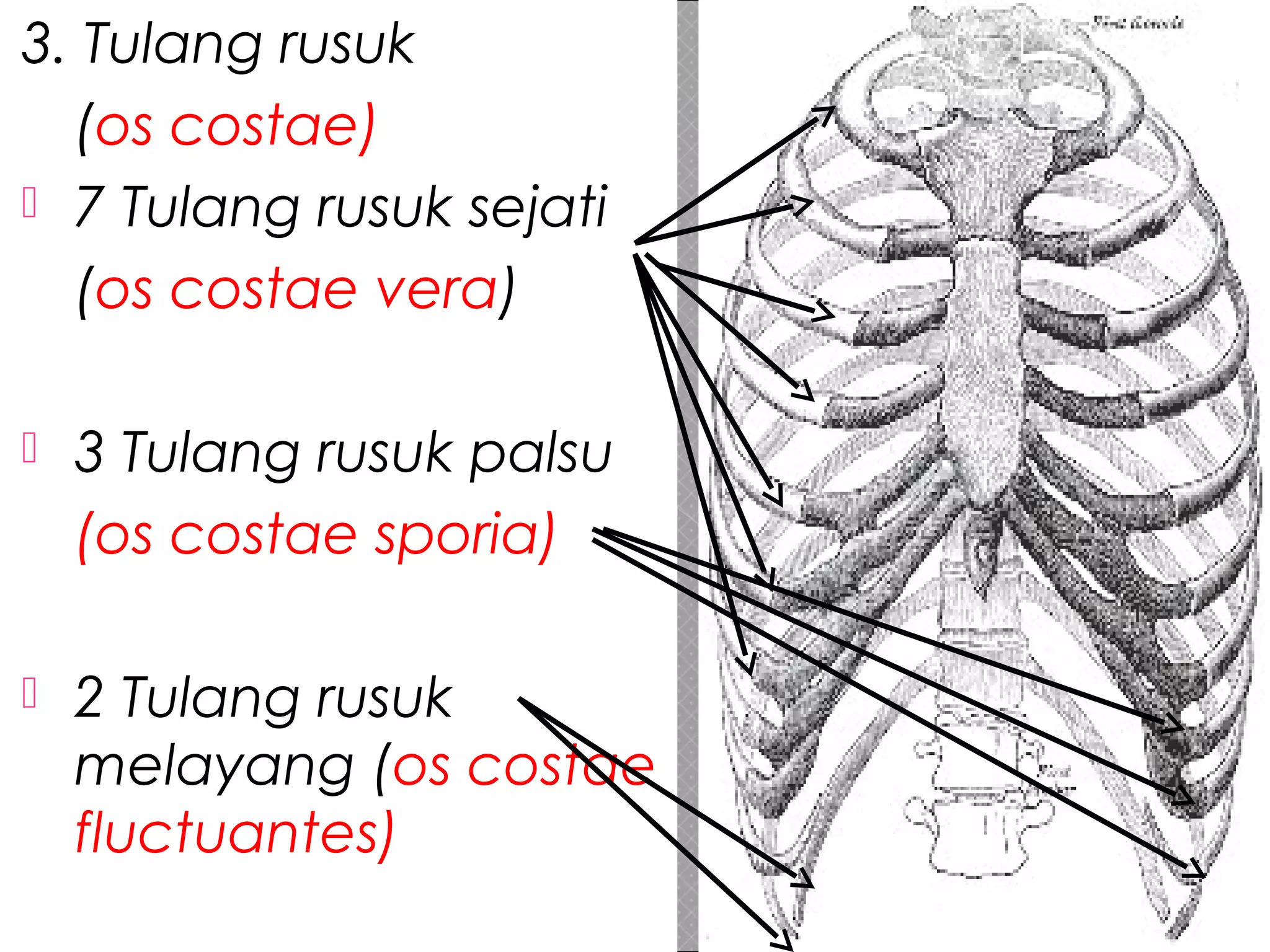 Sistem muskuloskeletal | PPT
