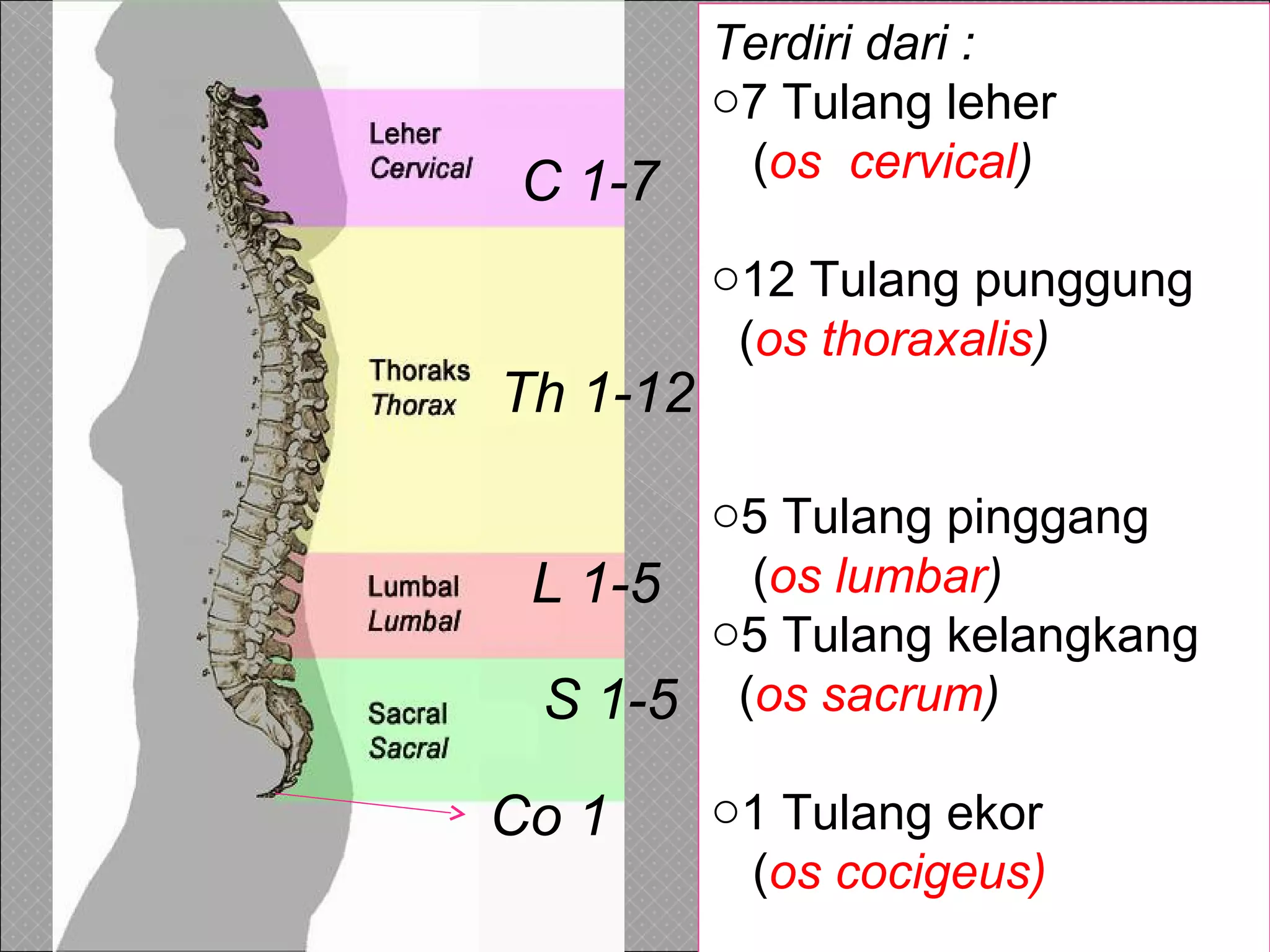 Sistem muskuloskeletal | PPT