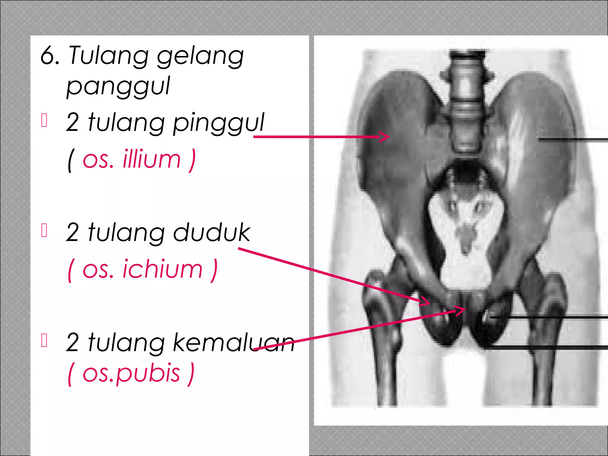 Sistem muskuloskeletal | PPT
