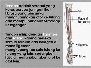 Sistem muskuloskeletal | PPT