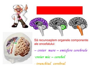 Sistem nervos | PPT