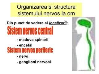 Sistem nervos | PPT