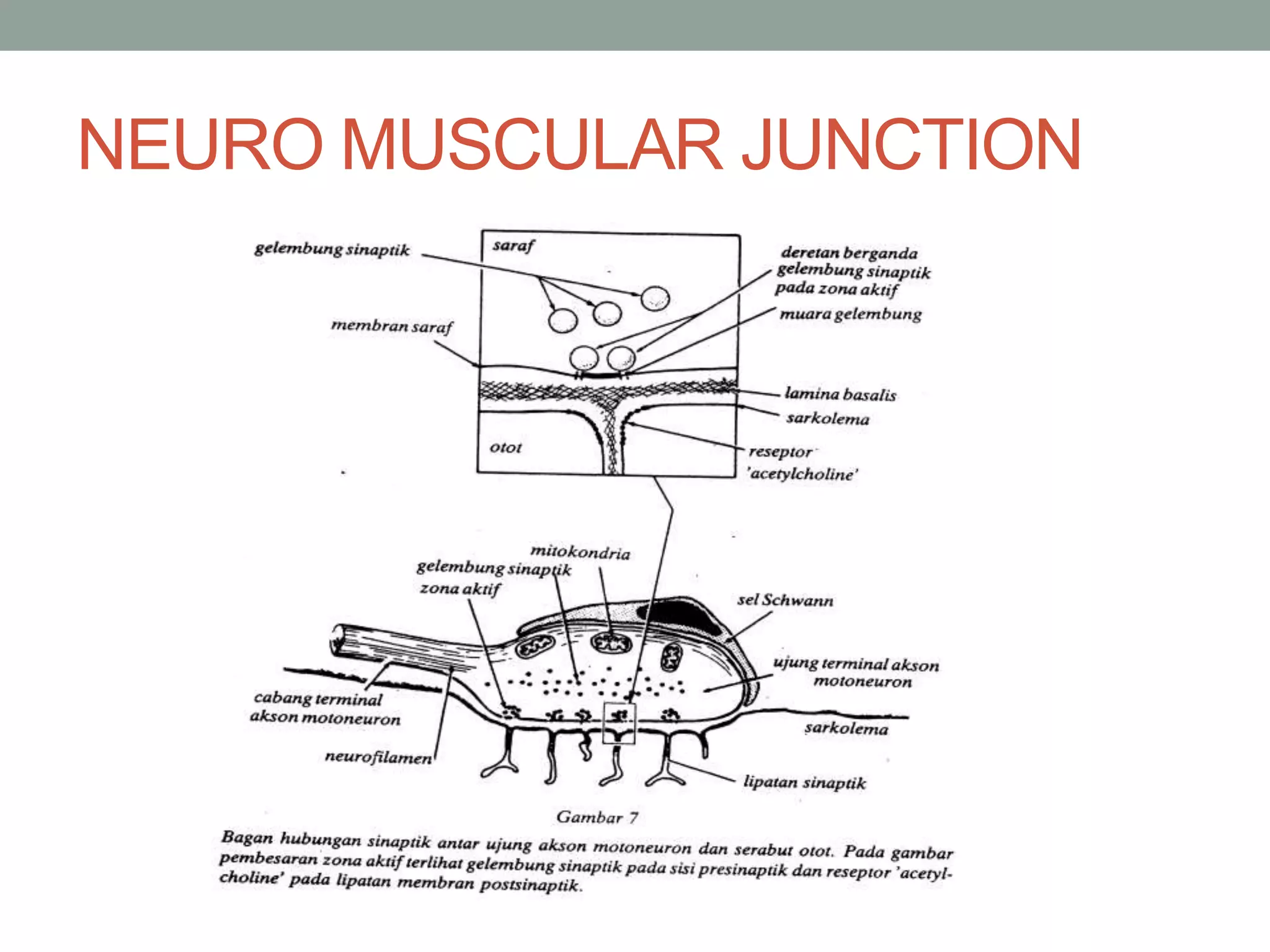 Sistem neuromuskuler ep | PDF