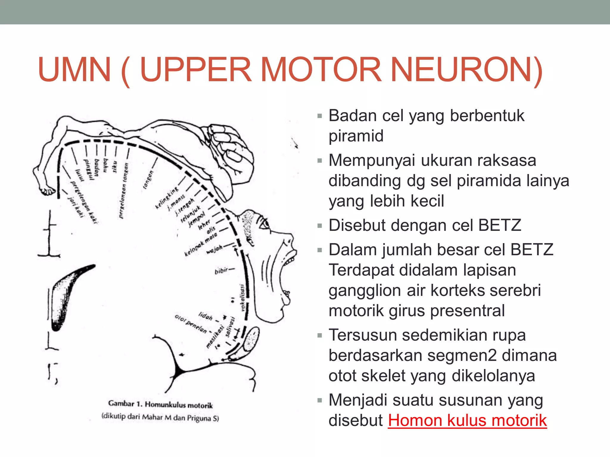 Sistem neuromuskuler ep | PDF