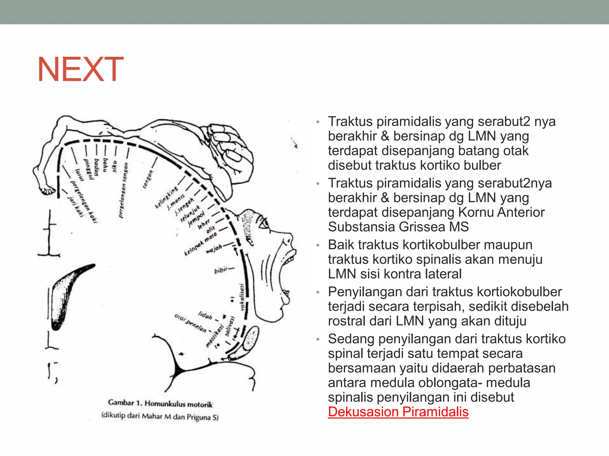 Sistem neuromuskuler ep | PDF
