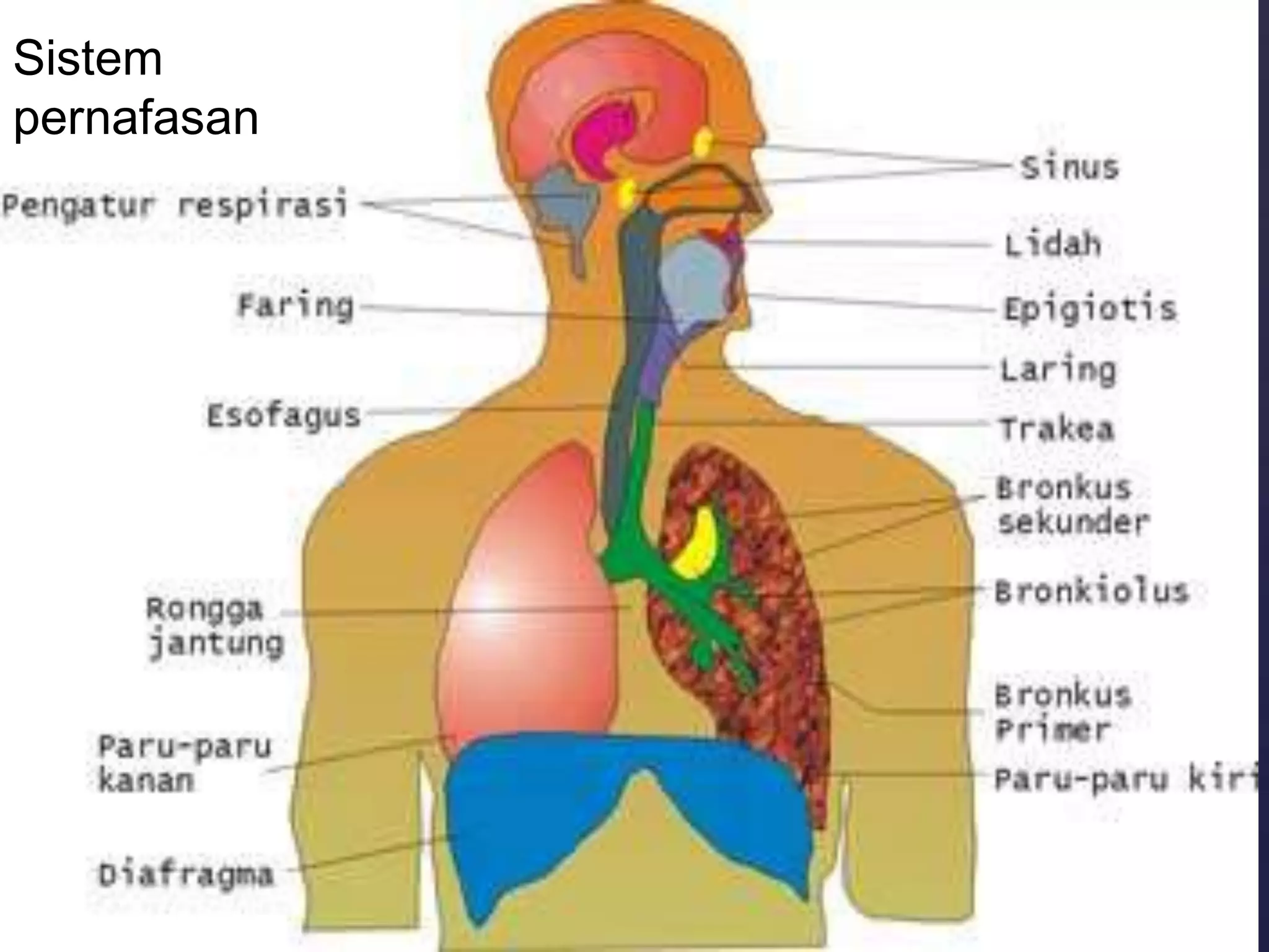 Sistem organ | PPTX