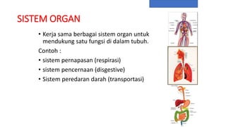 SISTEM ORGAN.pptx