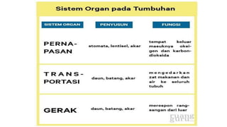 SISTEM ORGAN.pptx