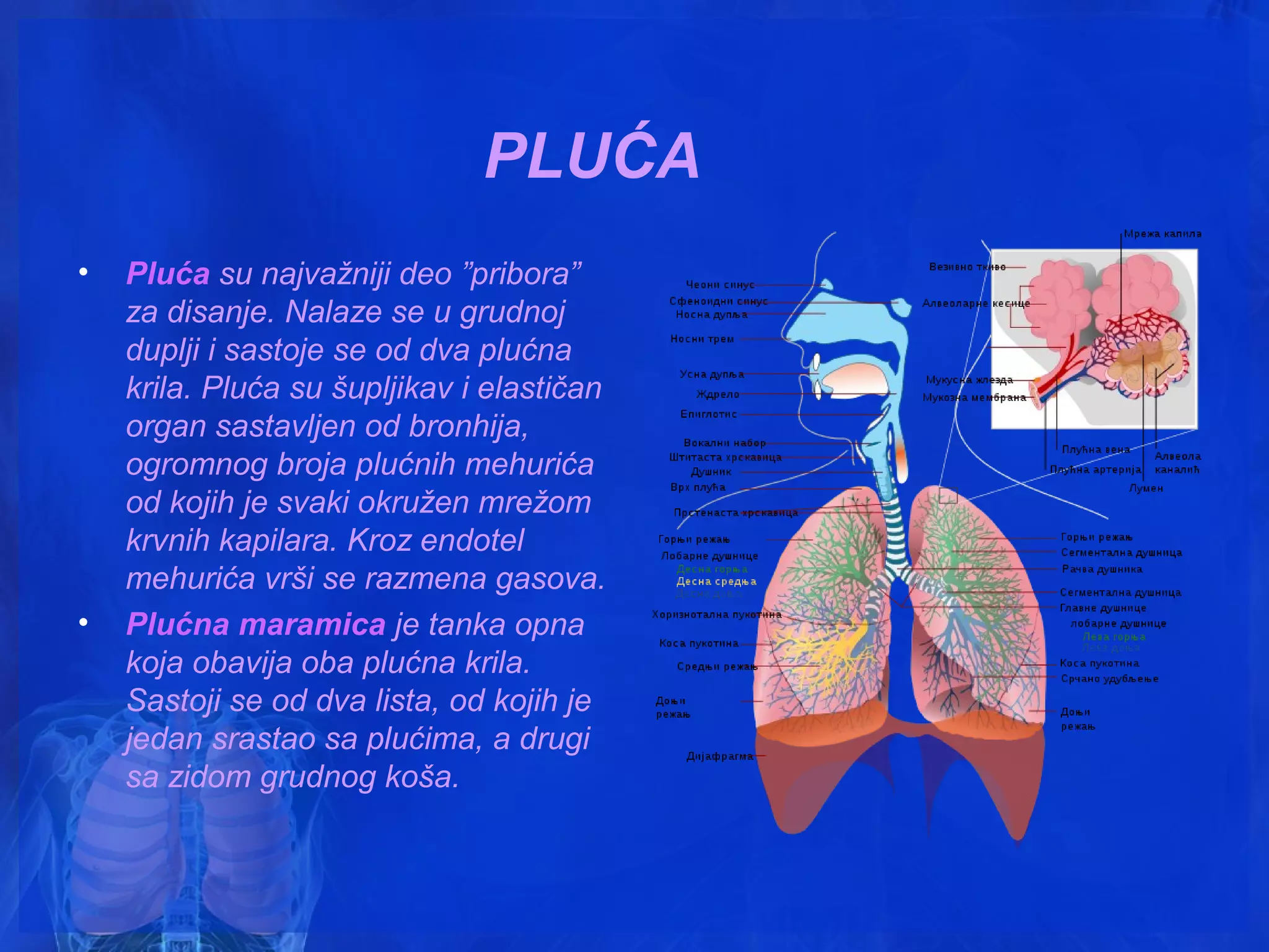 Sistemorganazadisanje 120530091432-phpapp01 (1) | PPT