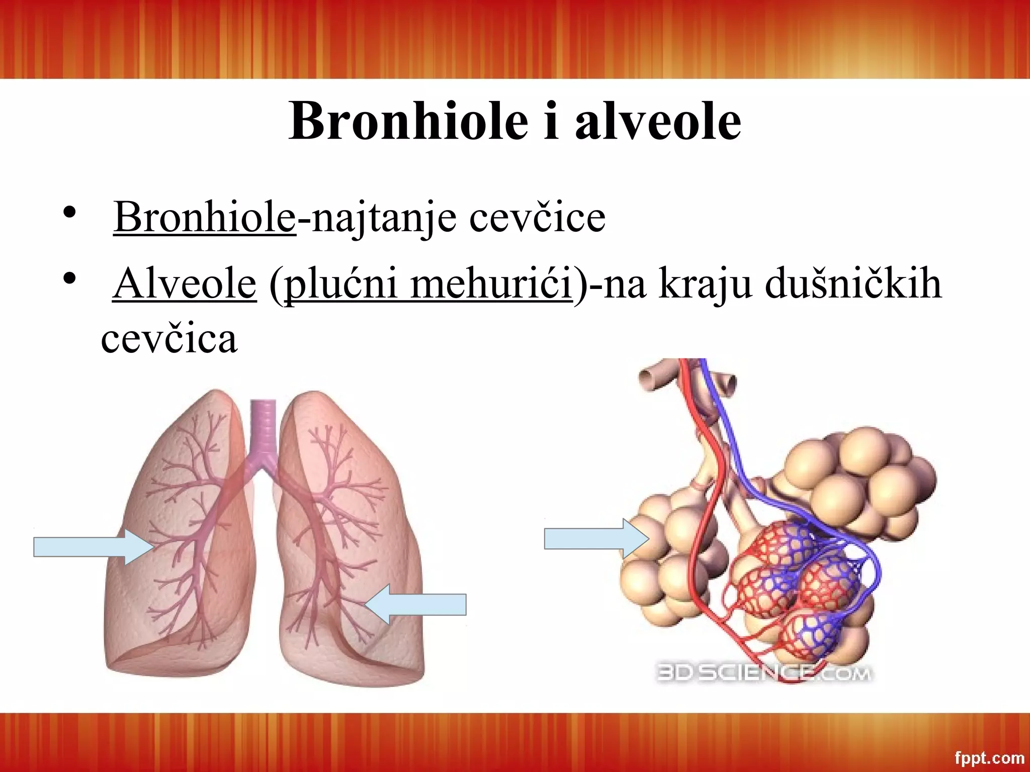 Sistem organa za disanje | PPT