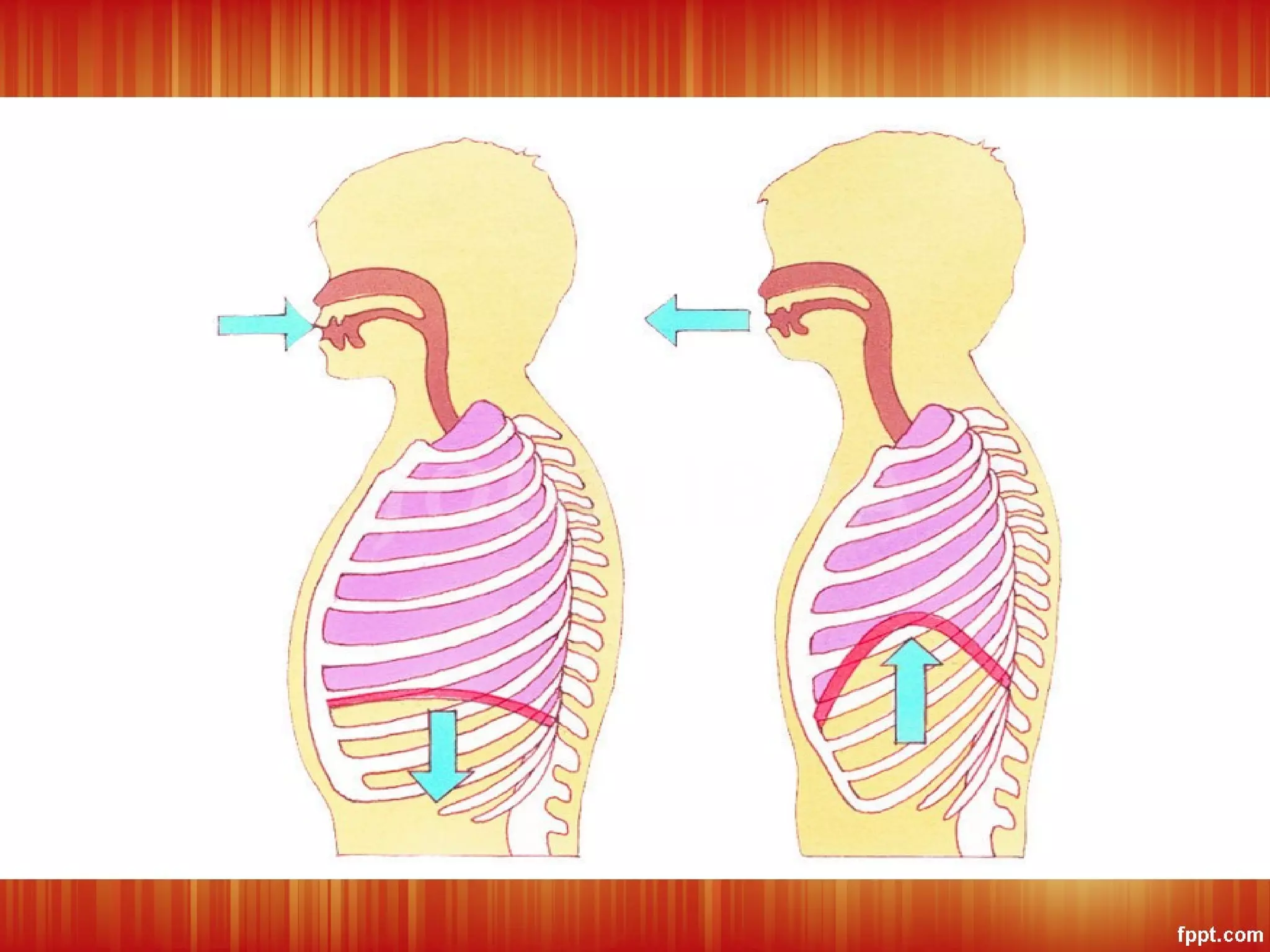 Sistem organa za disanje | PPT