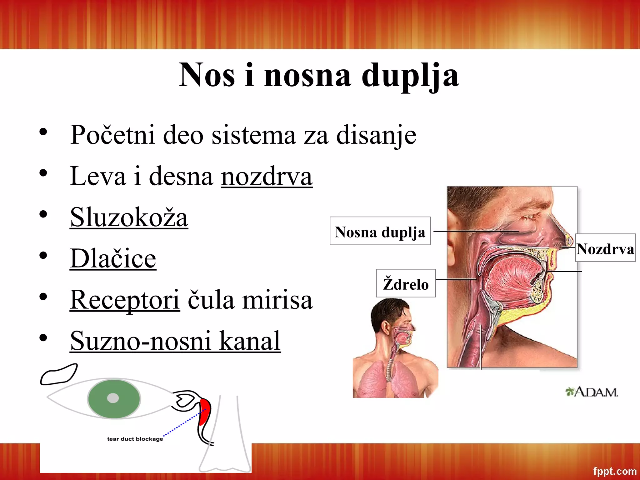 Sistem organa za disanje | PPT