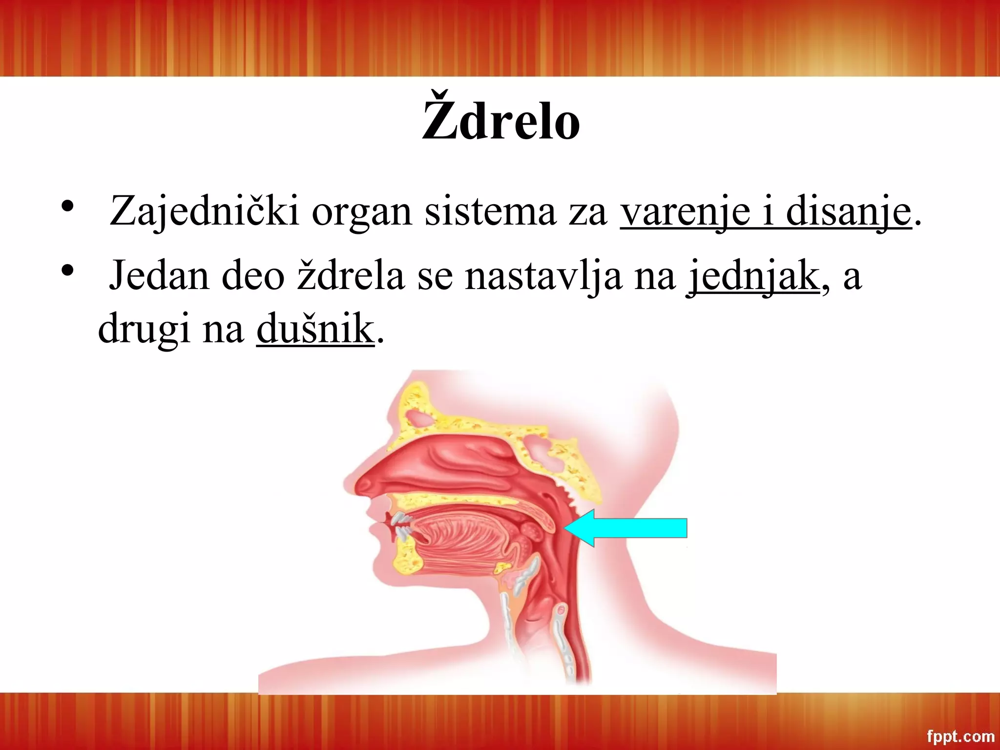 Sistem organa za disanje | PPT
