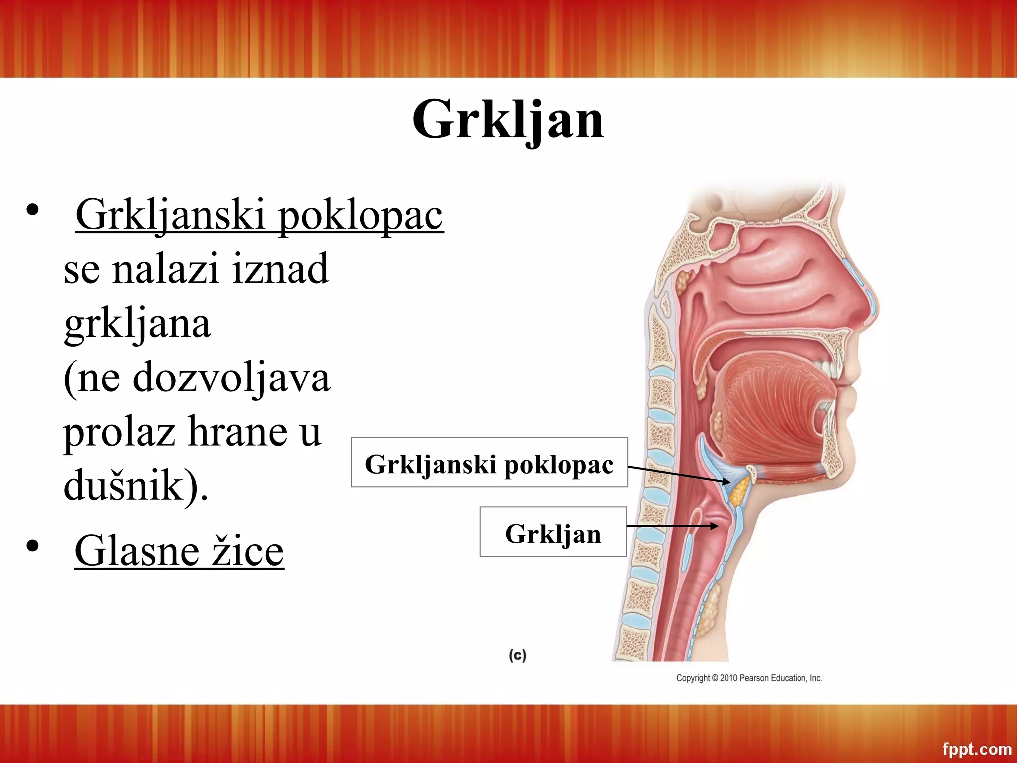Sistem organa za disanje | PPT