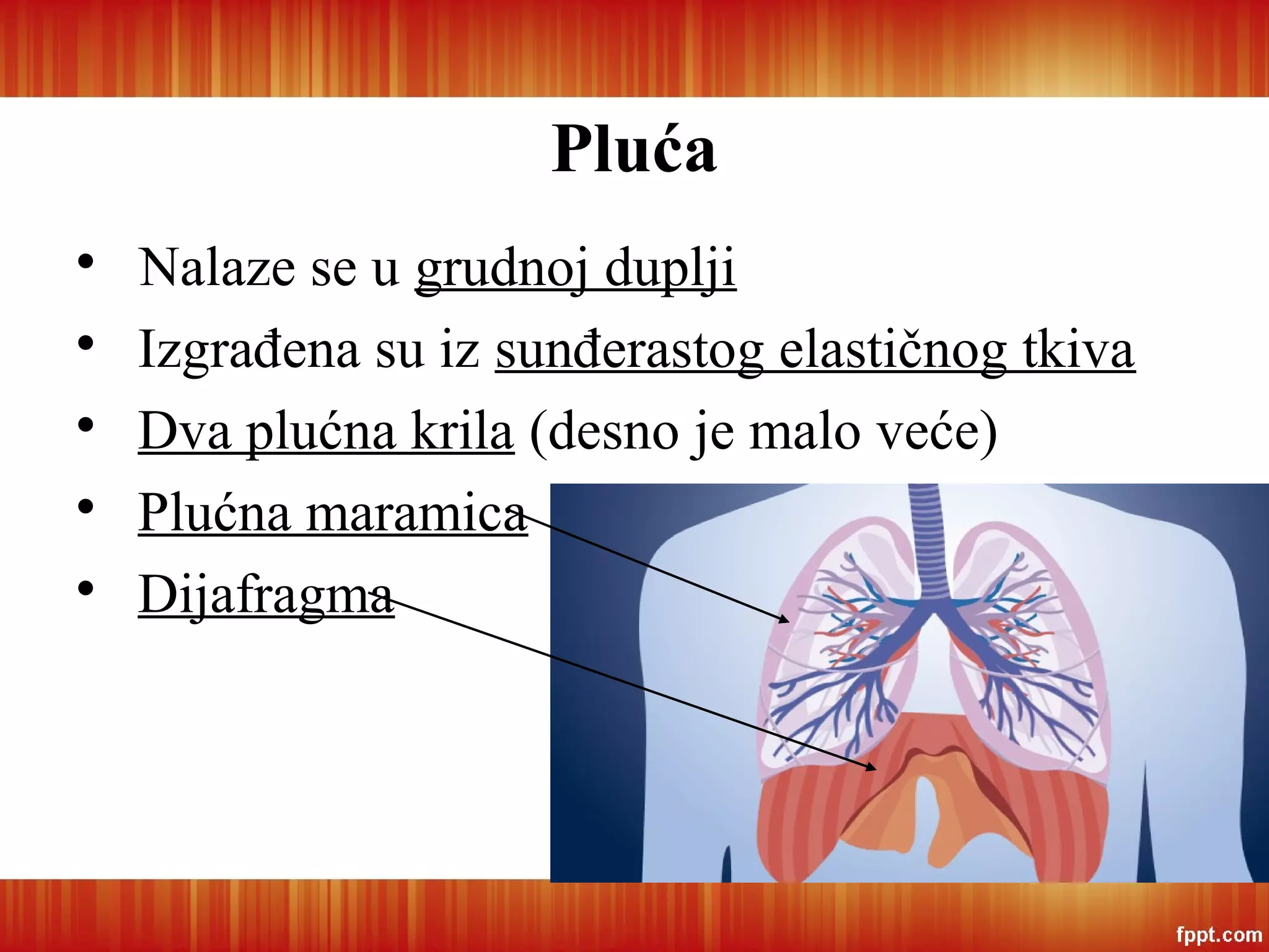 Sistem organa za disanje | PPT