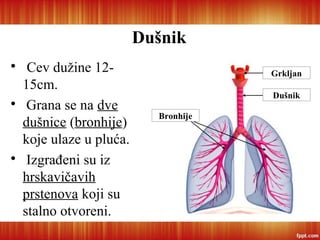 Sistem organa za disanje | PPT