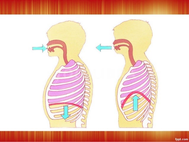 Sistem organa za disanje