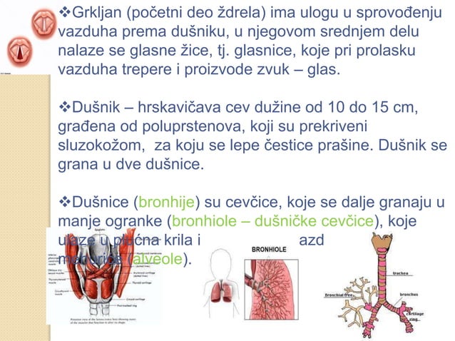 Sistem organa za disanje | PPTX