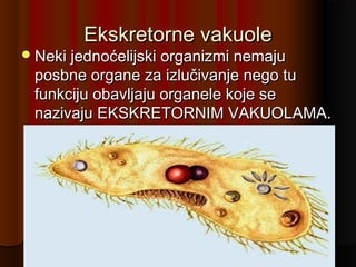 Sistem organa za izlučivanje | PPT