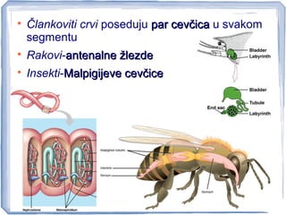Sistem organa za izlučivanje | PPT