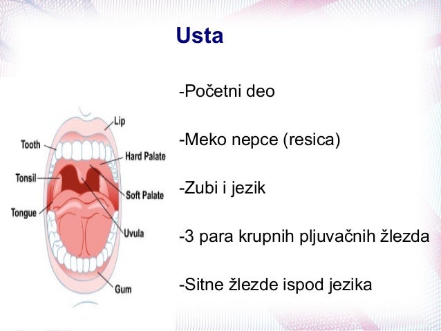 Sistem organa za varenje