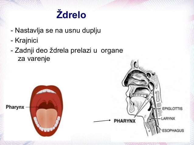 Sistem organa za varenje