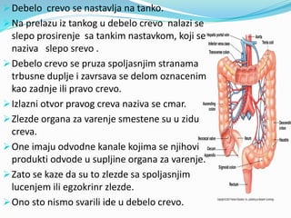 Sistem organa za varenje | PPTX